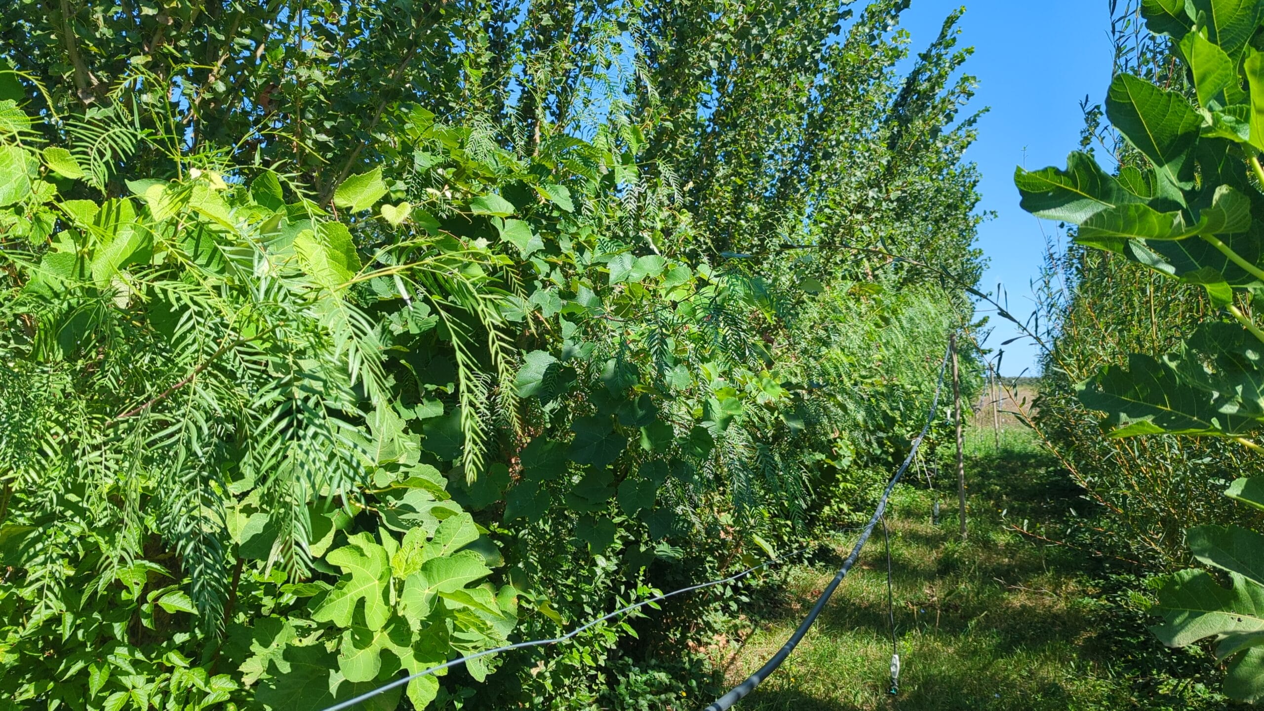 Qu'est-ce que l'agriculture syntropique ? - Destination Syntropie