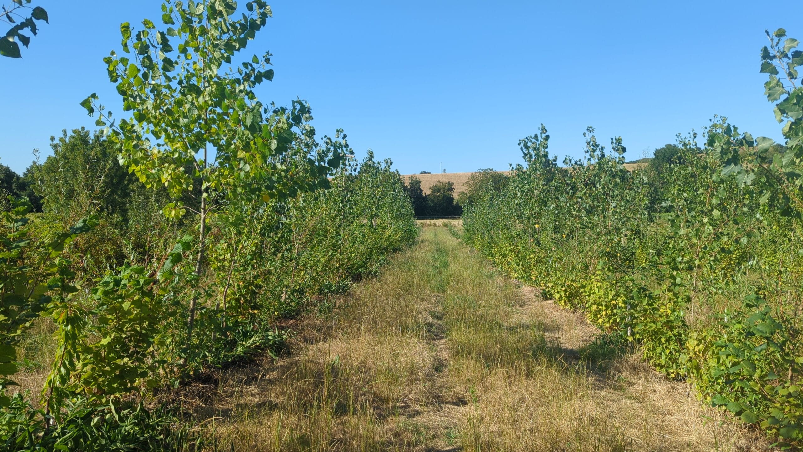 Qu'est-ce que l'agriculture syntropique ? - Destination Syntropie